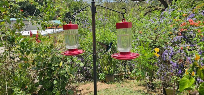 Trinidad: Birding Day Tour with Yerette and Caroni - Brunch in a Garden Setting