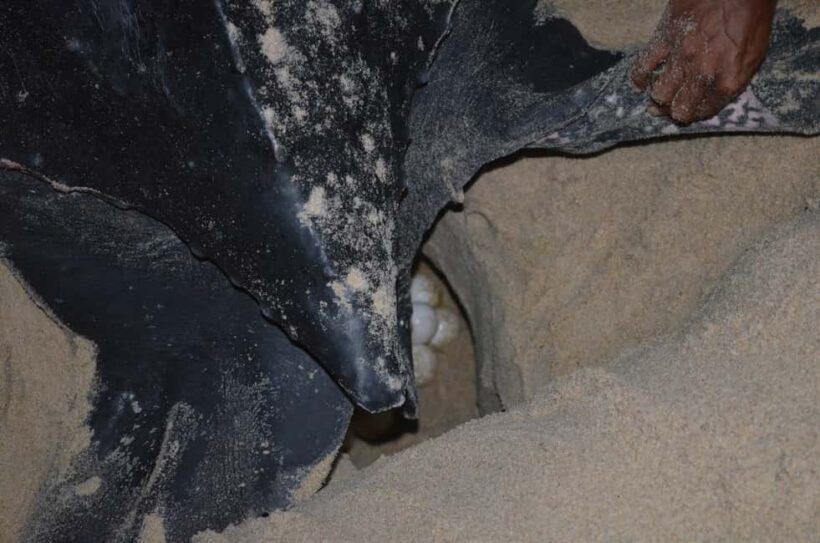 Trinidad: Leatherback Turtle Migration Observation - An In-Depth Look at the Experience