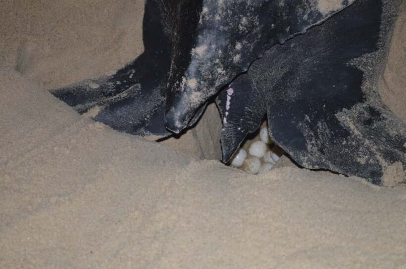Trinidad: Leatherback Turtle Migration Observation - Final Thoughts: Is It Worth It?