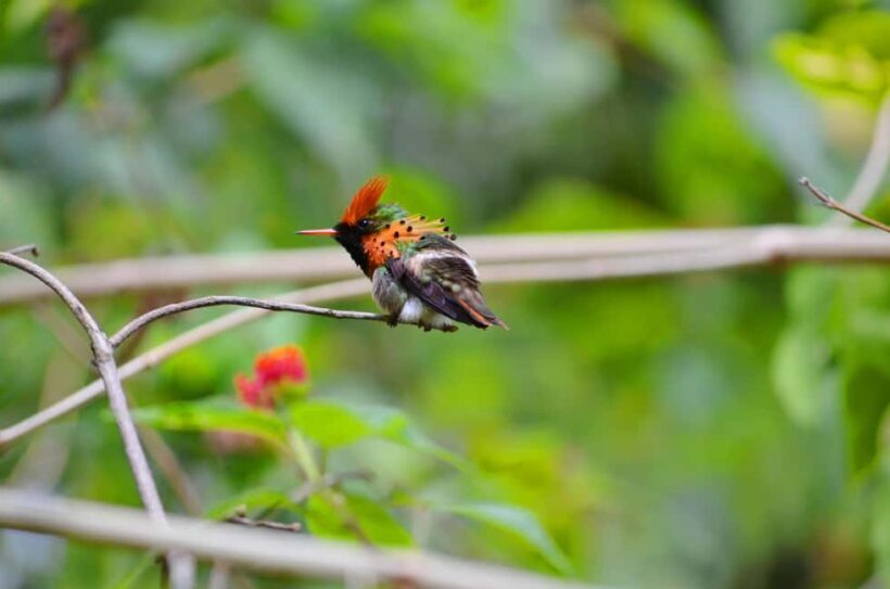 Trinidad: The Humming Bird Experience - Key Points