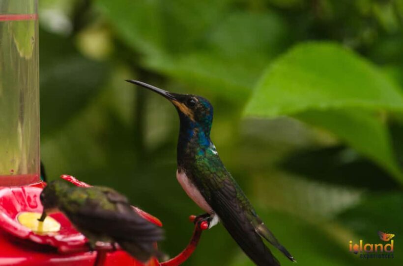 Trinidad: The Humming Bird Experience - Exploring the Humming Bird Experience in Trinidad