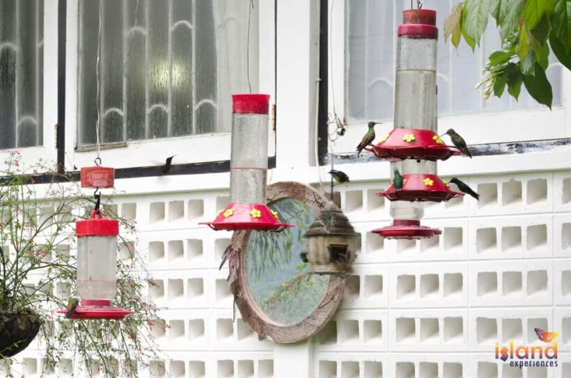 Trinidad: The Humming Bird Experience - Who Will Love This Tour?