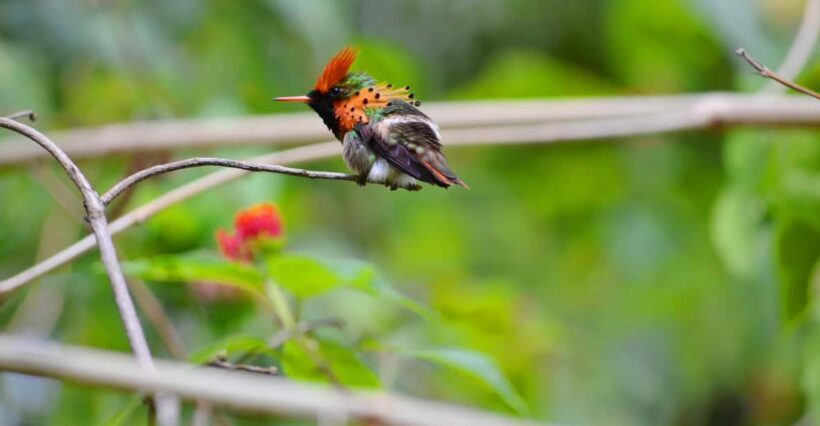 Trinidad: The Humming Bird Experience - The Sum Up