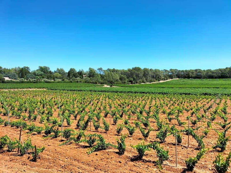 Trip to Aix-en Provence, Marseille & Countryside Wine Tour - Authenticity and Reviews