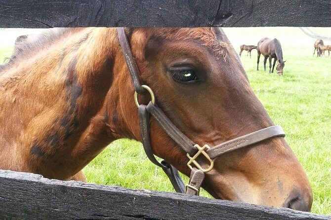 Triple Crown Experience - What Do Visitors Say?