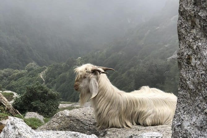 Triund Trek - Transport, Timing, and Group Size