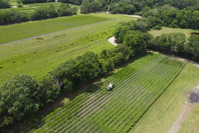 Trolley Tour in Wadmalaw Island of South Carolina - The Sum Up: Who Should Consider This Tour?