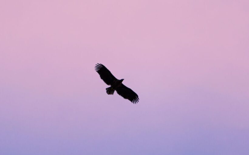 Tromsø: Arctic Fjord Cruise in Polar Landscapes - Key Points