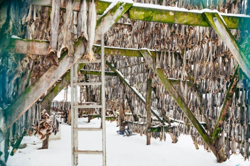 Tromsø: Arctic Fjord Cruise With Stop On Land At Fish Racks - FAQ