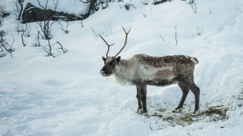Tromsø: Exclusive Fjord Adventure by Bus - Exploring Tromsø’s Fjord Landscape: What to Expect