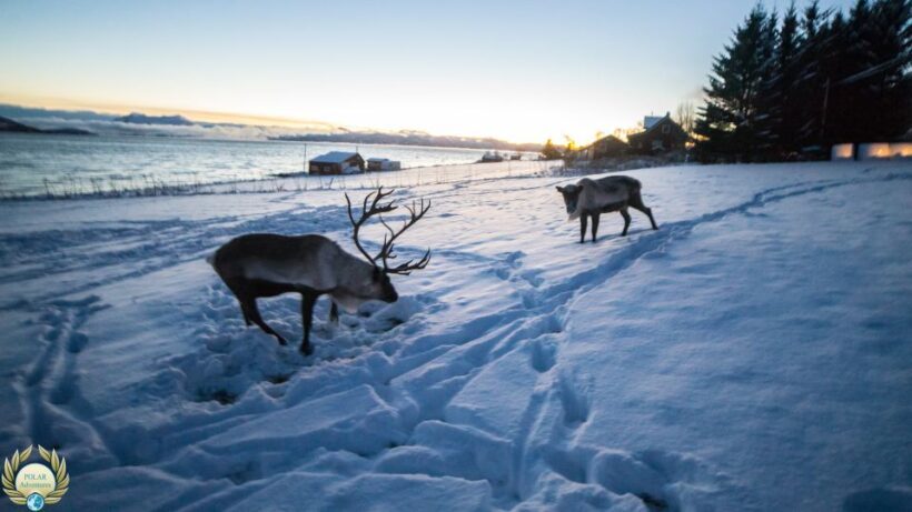 Tromsø: Exclusive Fjord Adventure by Bus - FAQ