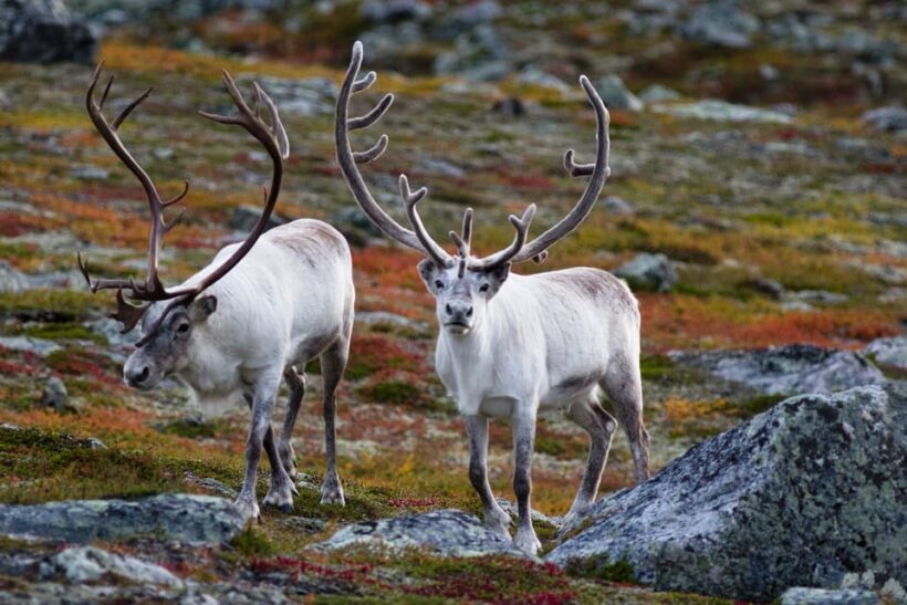 Tromso: Fjord Arctic Adventure Expedition - Final Thoughts: Is It Worth It?