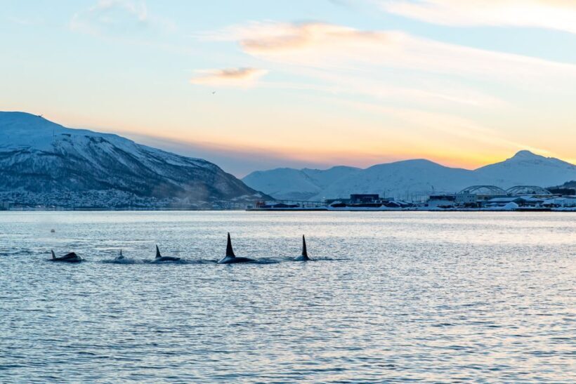 Tromsø: Fjord History Cruise with Snack and Drinks - FAQ