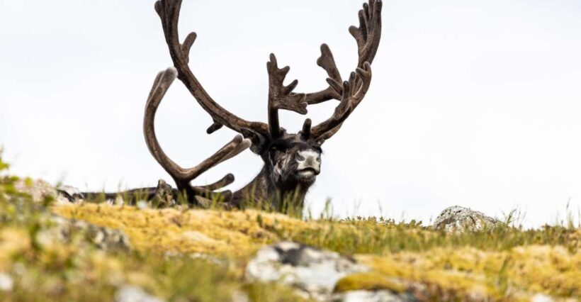 Tromso: Guided Fjord Expedition in Kvaløya with Light Lunch - What Travelers Say