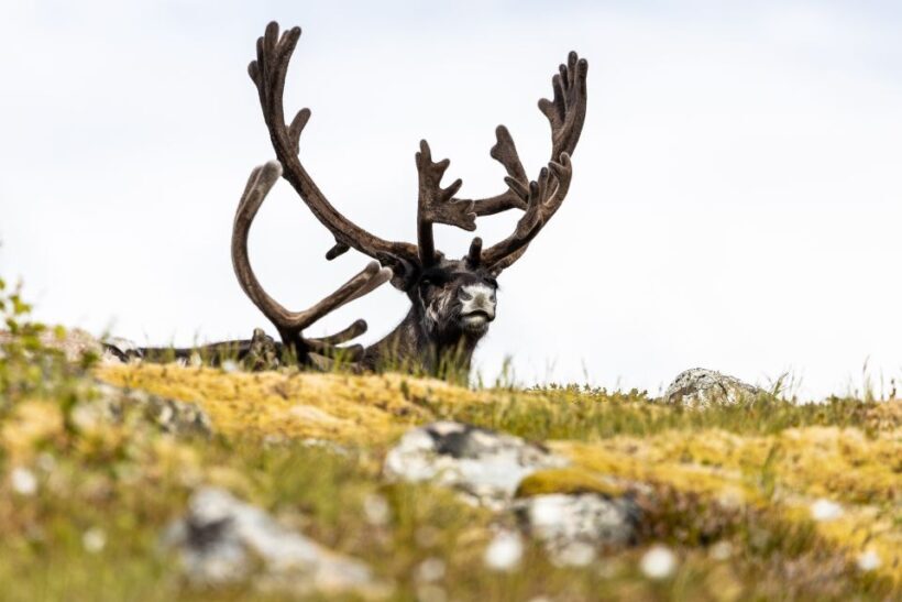 Tromso: Guided Fjord Expedition in Kvaløya with Light Lunch - The Sum Up