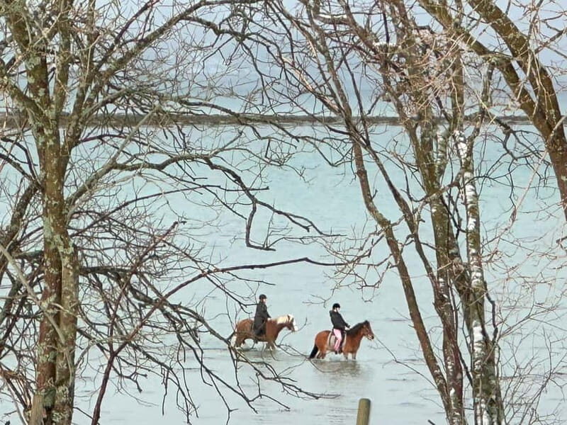 Tromsø: Horseback Riding Tour - Key Points