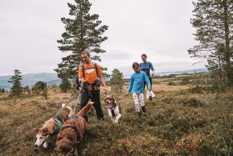 Tromsø: Husky Hike and Puppy Visit with Traditional Lunch - A Full Breakdown of the Husky Hike and Puppy Visit