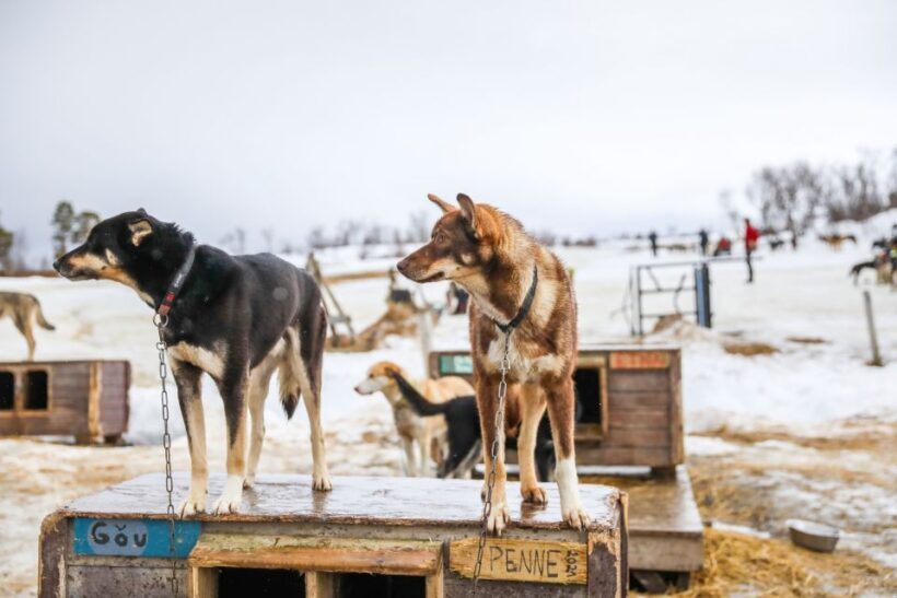 Tromsø: Husky Sled Self-Drive with Traditional Lunch - Introduction