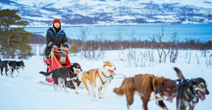 Tromsø: Husky Sled Self-Drive with Traditional Lunch - The Practicalities: What You Need to Know