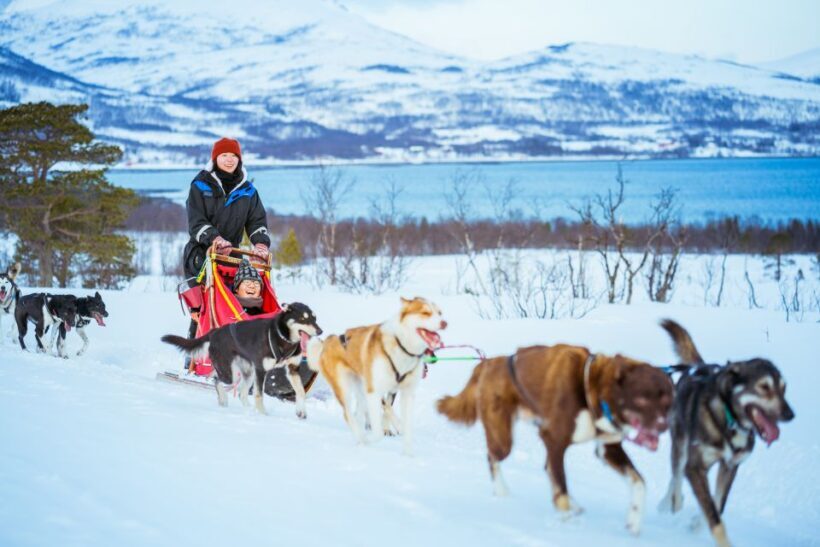 Tromsø: Husky Sled Self-Drive with Traditional Lunch - Who Is This Tour Best For?