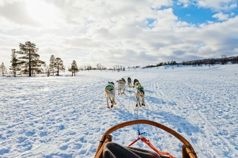 Tromsø: Husky Sled Self-Drive with Traditional Lunch - FAQ
