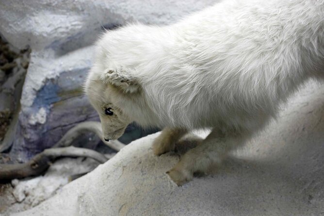 Tromsø: In the footsteps of Roald Amundsen - Key Points