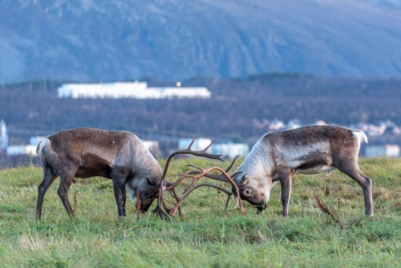 Tromsø: Kvaløya & Sommarøy Guided Tour - Key Points