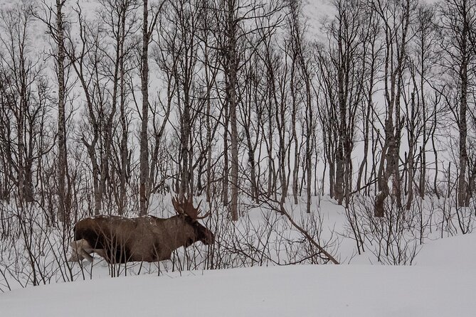 Tromsø: Kvaløya & Sommarøy Guided Tour - What Makes This Tour Special?
