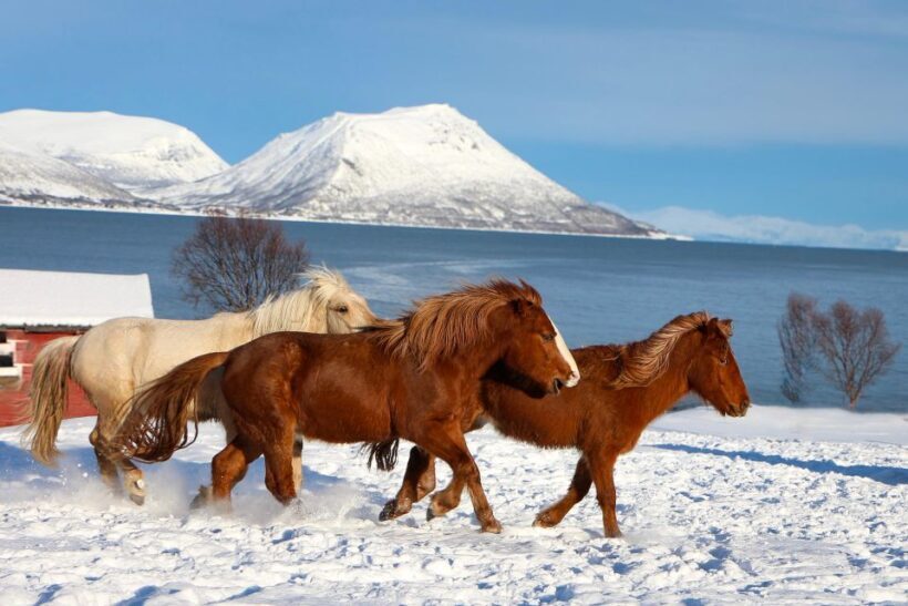 Tromsø: Lyngen Horse Stud Farm Visit - Introducing the Tromsø: Lyngen Horse Stud Farm Visit