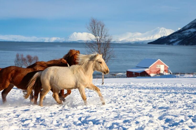 Tromsø: Lyngen Horse Stud Farm Visit - The Itinerary in Detail