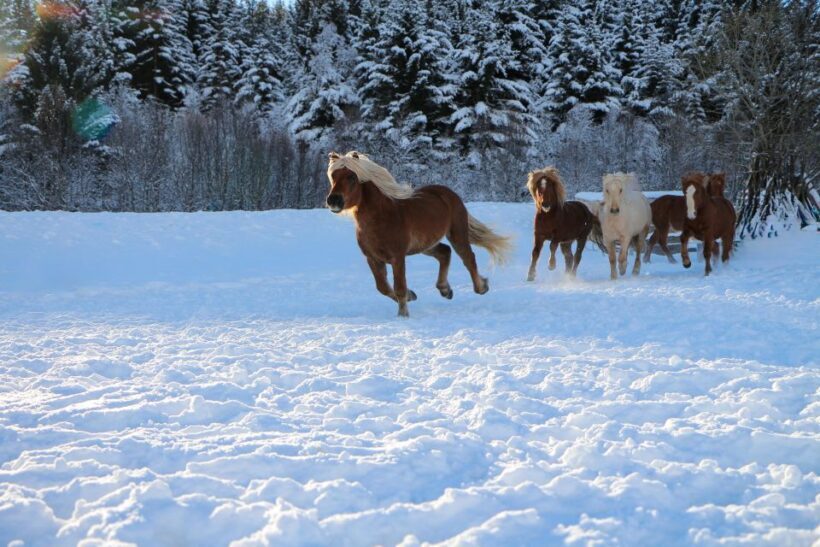 Tromsø: Lyngen Horse Stud Farm Visit - What Travelers Say