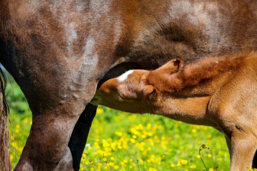 Tromsø: Lyngen Horse Summer Evening Riding Experience - A Detailed Look at the Tour Itinerary
