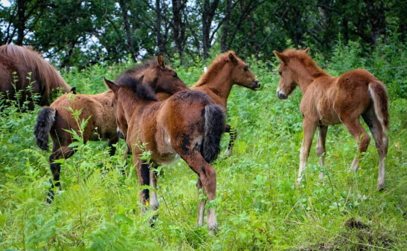 Tromsø: Lyngen Horse Summer Evening Riding Experience - What’s Included and What You Need to Know