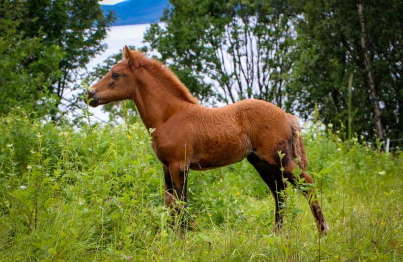 Tromsø: Lyngen Horse Summer Evening Riding Experience - Final Thoughts: Is This Tour for You?