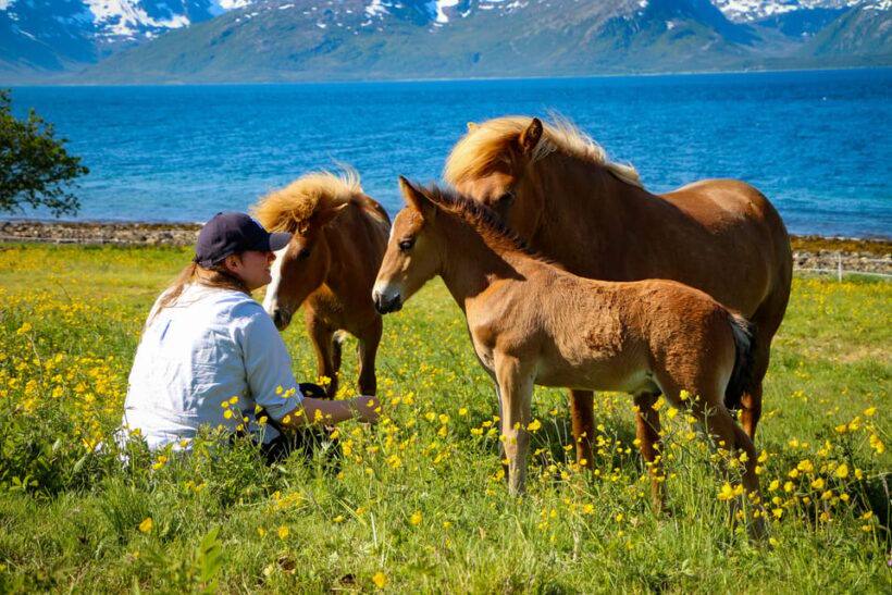 Tromsø: Lyngen Horse Summer Evening Riding Experience - FAQ