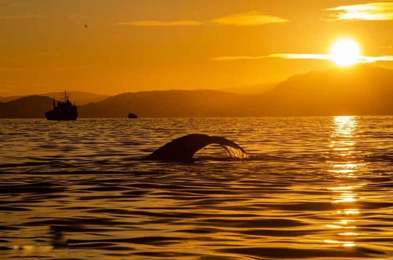 Tromsø: Midnight Fjord Tour - Why the Photography Guidance Matters