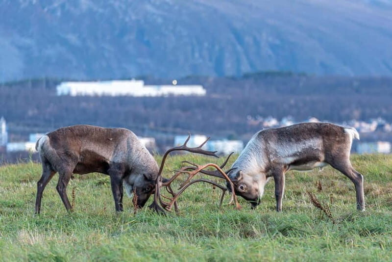 Tromsø: Midnight Fjord Tour - The Value of the Tour