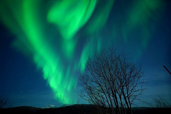Tromso Northern Light Chase in Minibus Tour With Campfire - Highlights of the Experience