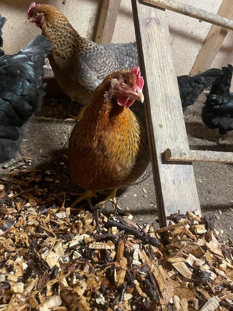Tromsø: Norwegian farmvisit with guide - What to Expect from the Farm Visit