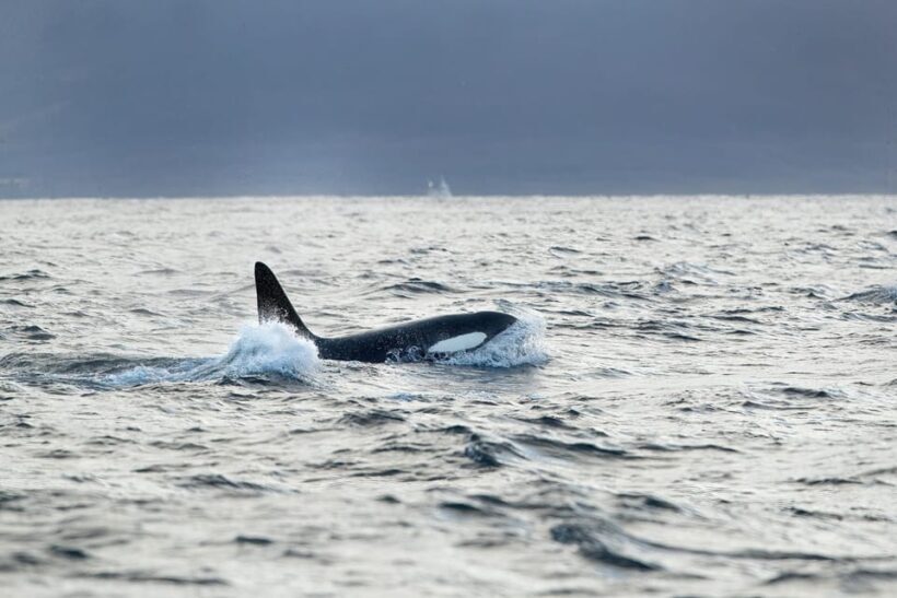 Tromsø: Orca and Whale Watching comfort heated boat Trip - Key Points