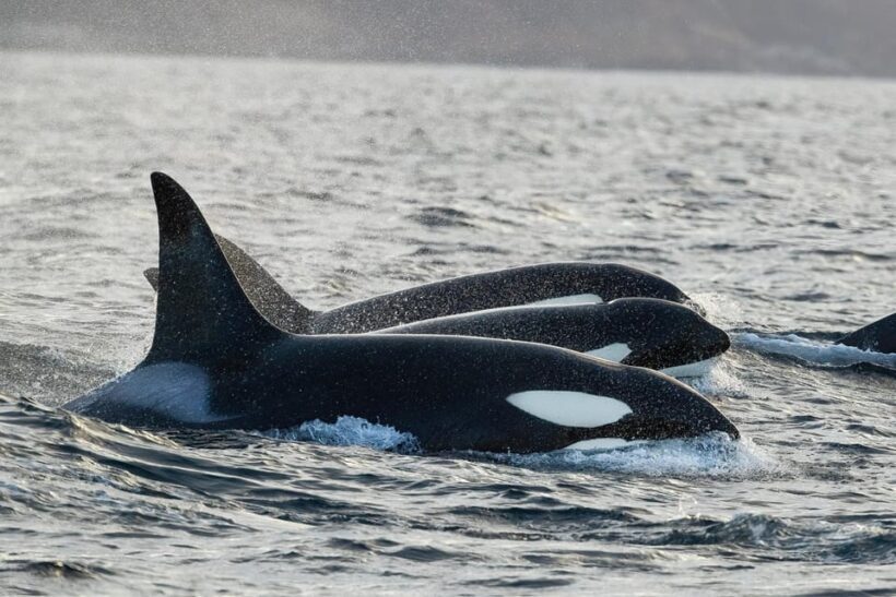 Tromsø: Orca and Whale Watching comfort heated boat Trip - The Experience: A Deep Dive into the Tour