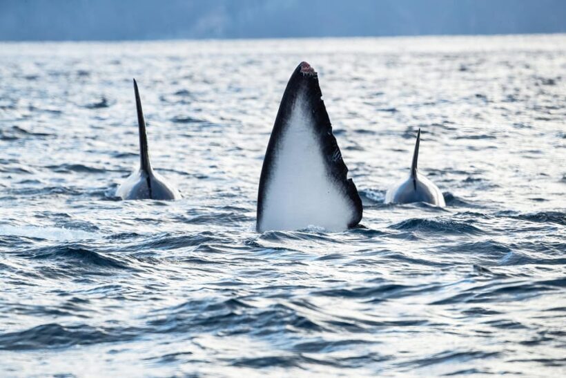 Tromsø: Orca and Whale Watching comfort heated boat Trip - FAQ