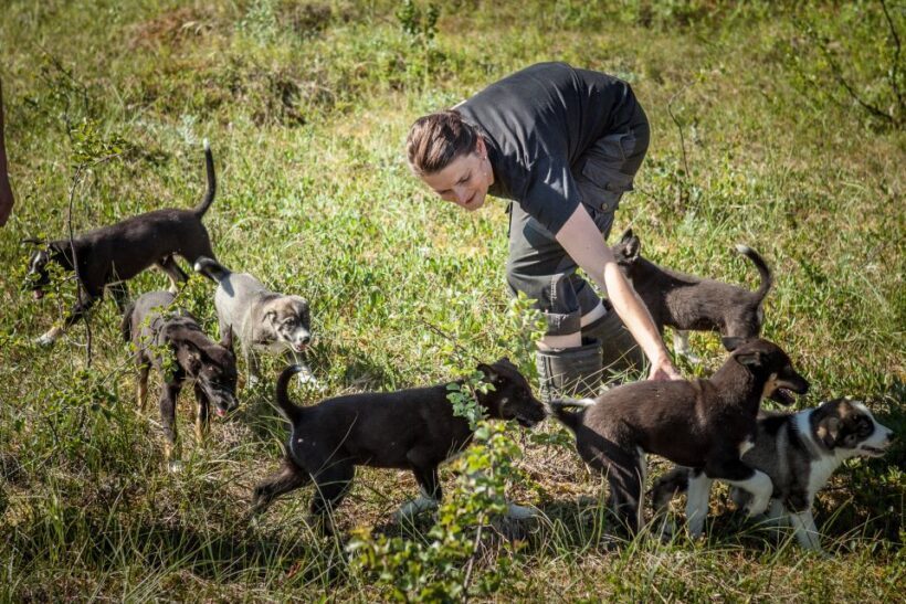 Tromsø: Puppy Training at the Husky Kennel with Lunch - Key Points