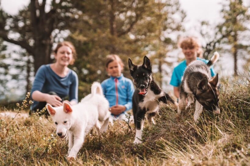 Tromsø: Puppy Training at the Husky Kennel with Lunch - Final Thoughts