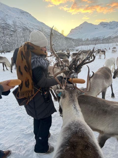 Tromsø: Reindeer Experience at a Sami Camp - Who Is This Tour Best For?