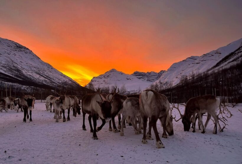Tromsø: Reindeer Experience at a Sami Camp - Final Thoughts