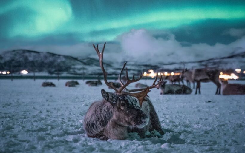 Tromsø: Reindeer Feeding with Chance of Northern Lights - Key Points