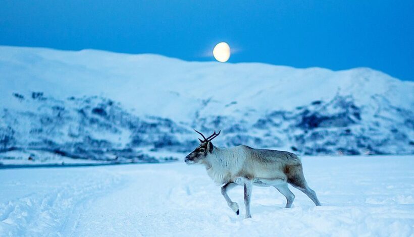 Tromsø: Reindeer Feeding with Chance of Northern Lights - Final Recommendation