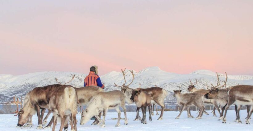 Tromsø: Reindeer Ranch and Sami Cultural Tour with Lunch - A Closer Look at What to Expect