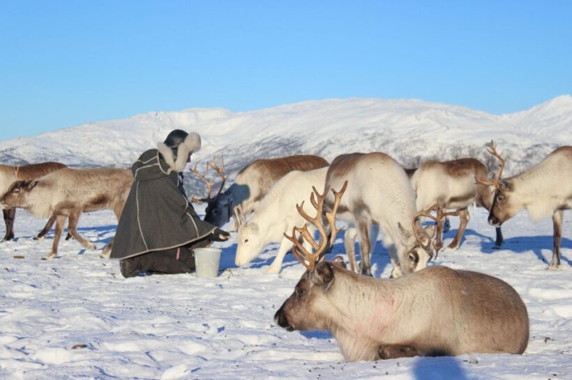 Tromsø: Reindeer Ranch and Sami Cultural Tour with Lunch - Who Should Consider This Tour?